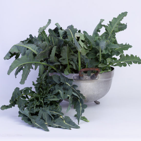 Broccolo Fiolaro - Scotti