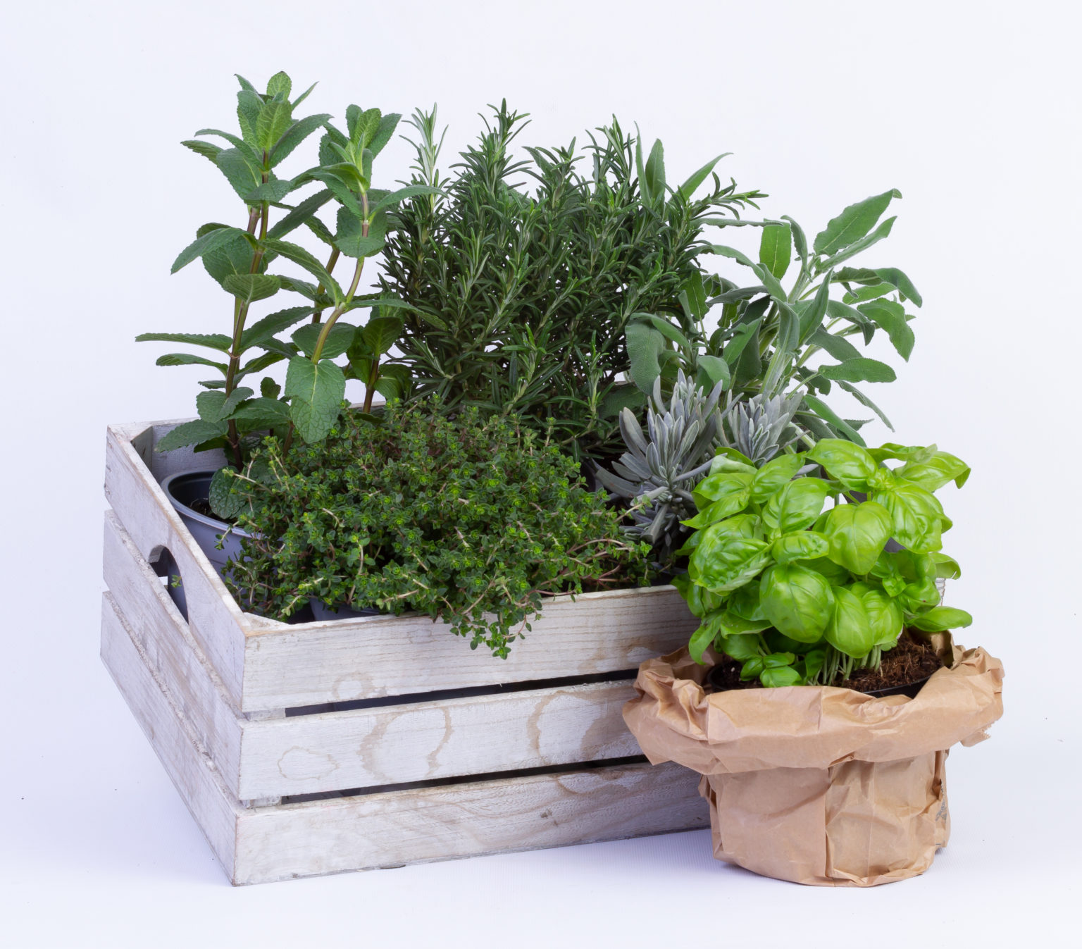 Vaso di Erbe Aromatiche - Scotti